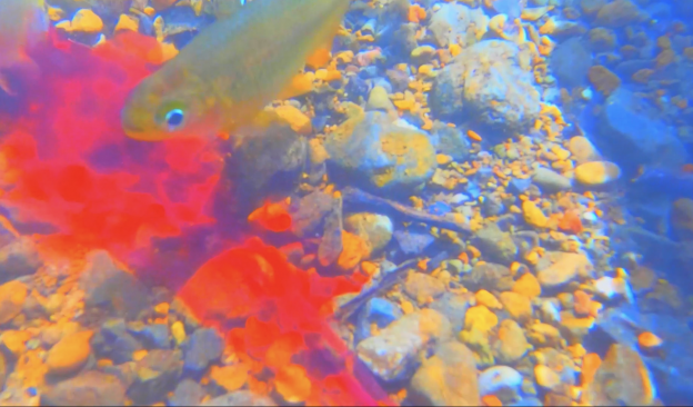 Hidrofeminismos: politizando los fluidos que posibilitan lo vivo - TEA ...